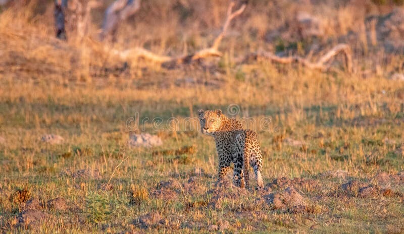 Leopard on an African Plain Stock Photo - Image of nature, break: 256403892