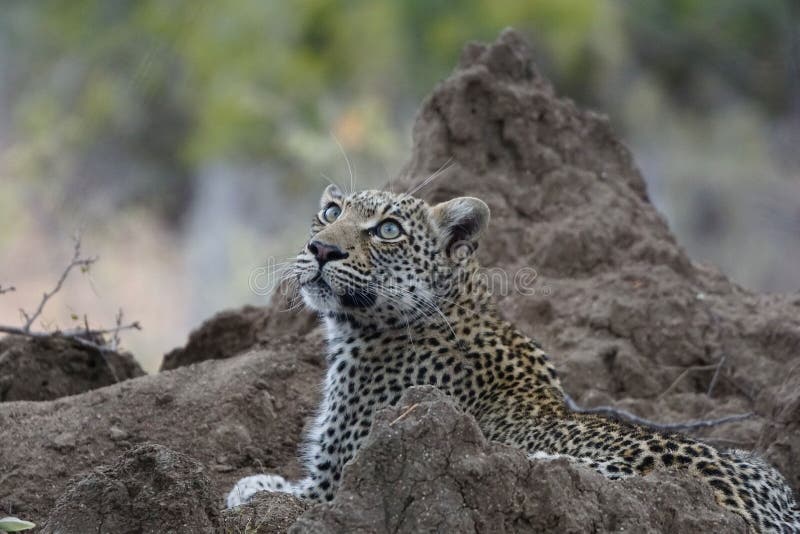 Leopard in the African Savannah Stock Photo - Image of mammal, looking ...