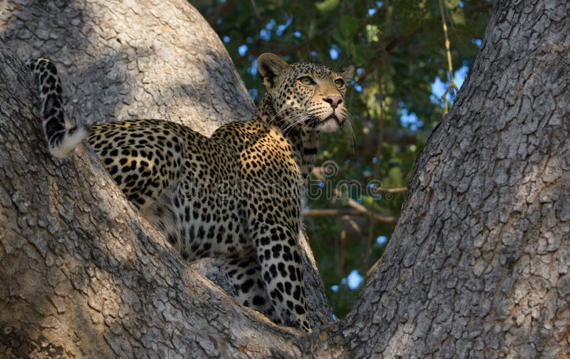 Leopard in the African Savannah Stock Image - Image of national ...
