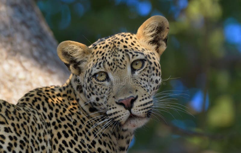 Leopard in the African Savannah Stock Image - Image of national, nature ...