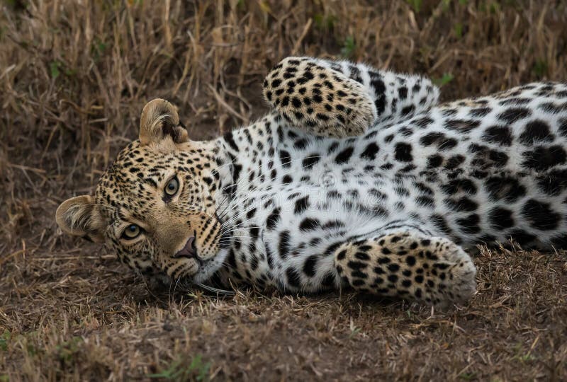 Leopard in the African Savannah Stock Image - Image of travel ...