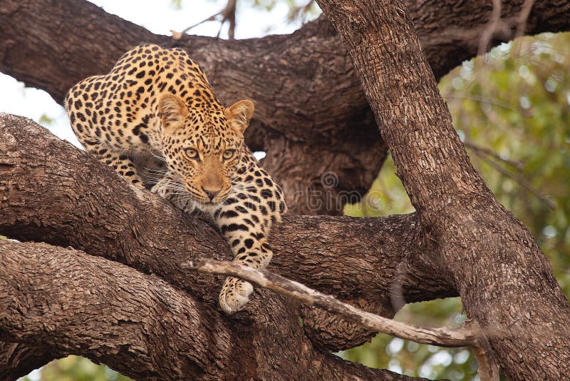 Leopard in the African Savannah Stock Photo - Image of safari ...