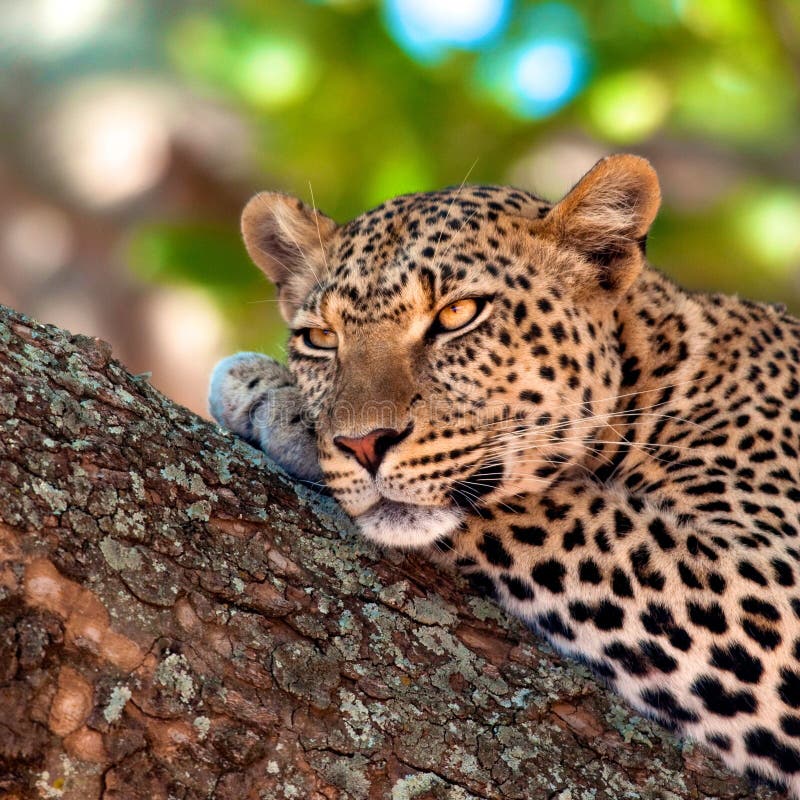 Leopard in the African Savannah Stock Image - Image of wild, kruger ...