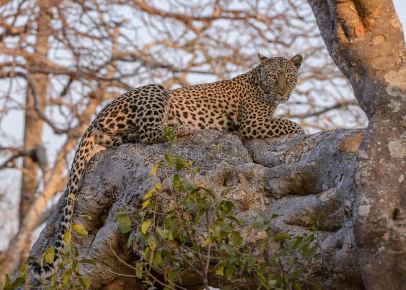 Leopard in the African Savannah Stock Image - Image of tanzania, animal ...