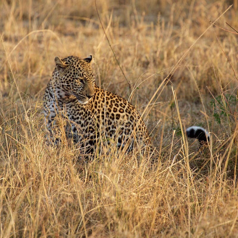 Leopard in the African Savannah Stock Photo - Image of animals, natural ...