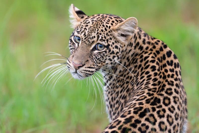 Leopard in the African Savannah Stock Image - Image of selous ...