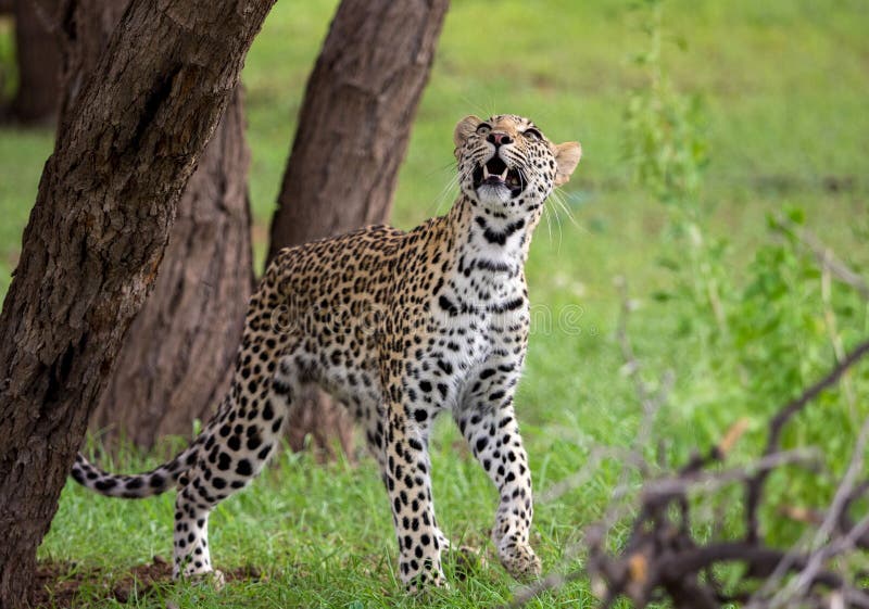 Leopard in the African Savannah Stock Photo - Image of leopard, animals ...