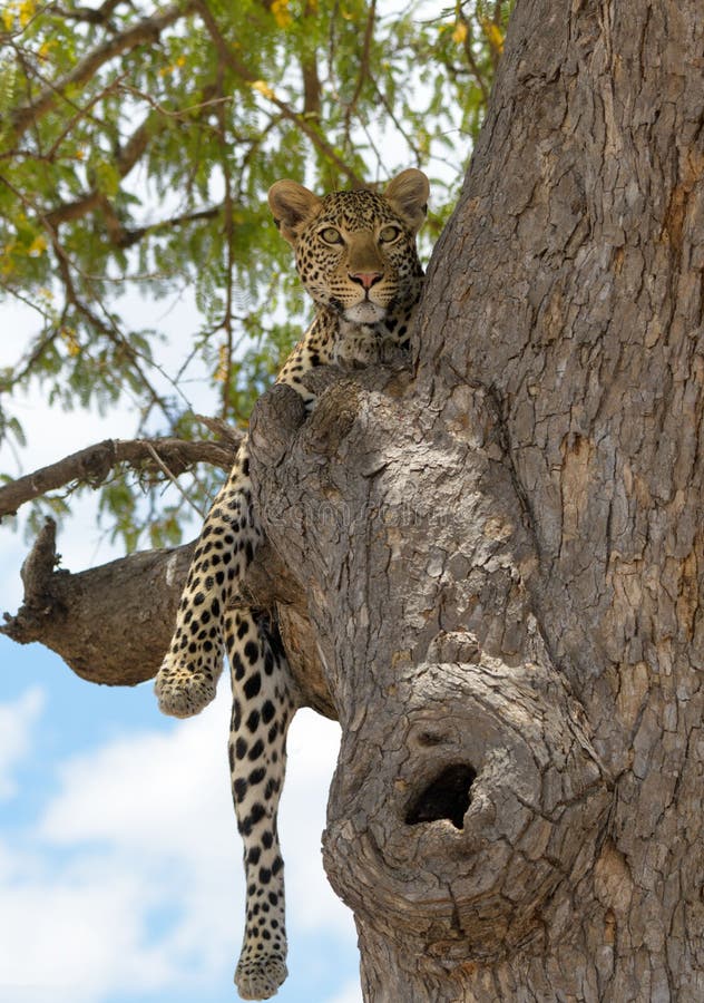 Leopard in the African Savannah Stock Photo - Image of safari, grass ...