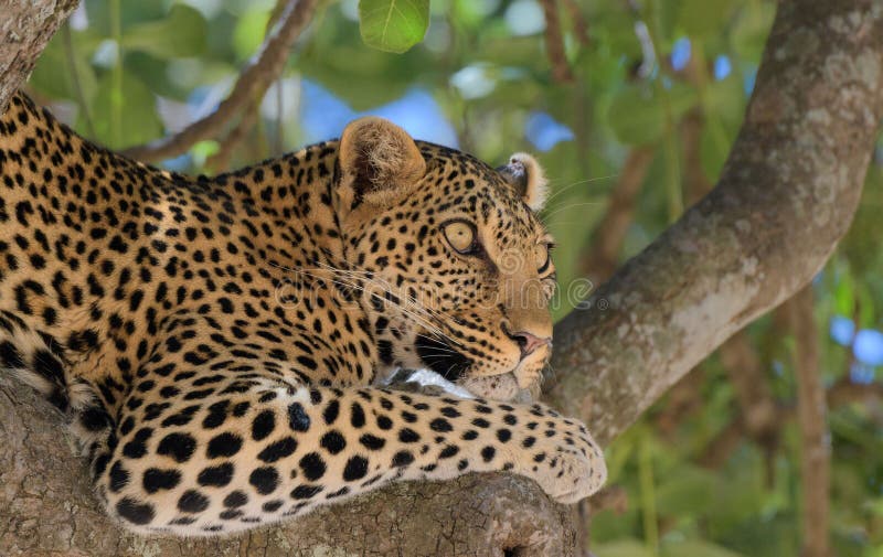 Leopard in the African Savannah Stock Image - Image of looking ...