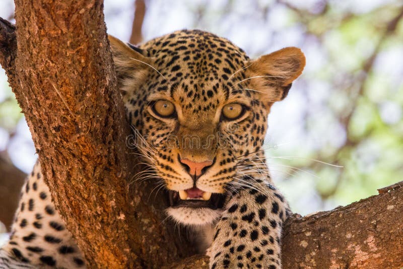 Leopard in the African Savannah Stock Photo - Image of ngorongoro ...