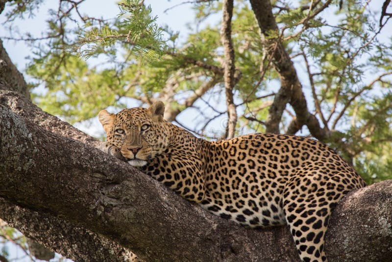 Leopard in the African Savannah Stock Image - Image of natural, africa ...