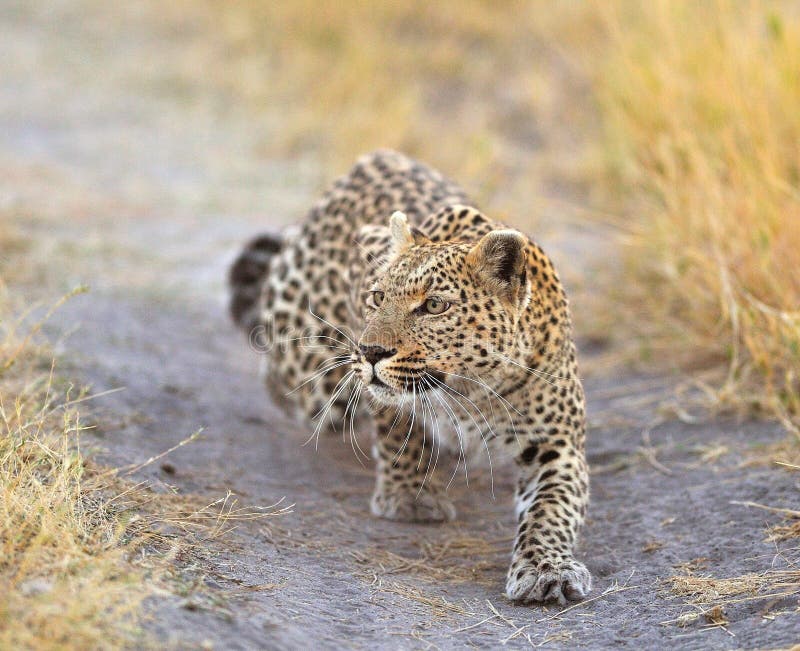Leopard in the African Savannah Stock Image - Image of chobe, kenya ...