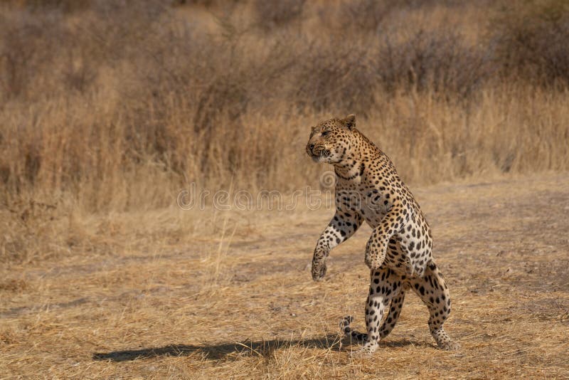 Leopard in the African Savannah Stock Image - Image of angry, pardus ...