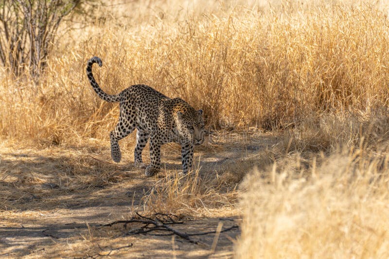 Leopard in the African Savannah Stock Photo - Image of panthera ...