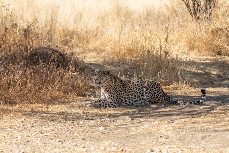 Leopard in the African Savannah Stock Image - Image of observing ...