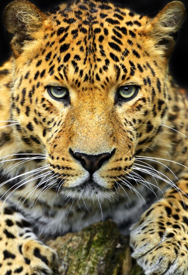 Leopard stock image. Image of jaguar, summer, leopard - 43216719