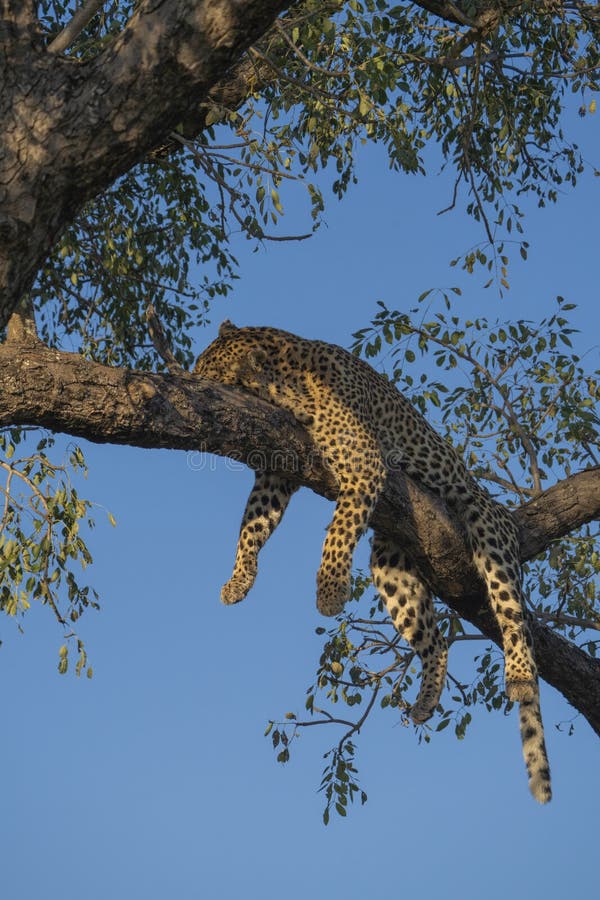 A Leopard with All Paws Hanging Down while Sleeping Up in a Tree with a ...