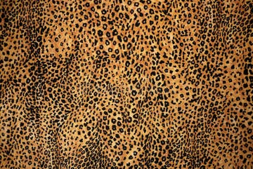 Leopard Animal Print Texture Stock Photo - Image of exotic, predator ...
