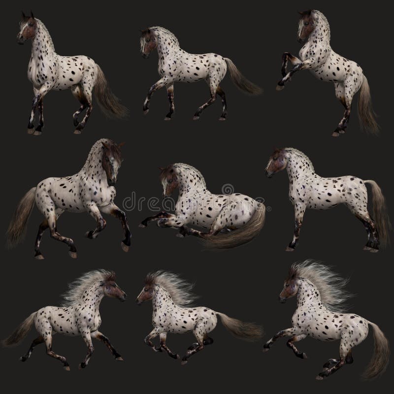Leopard Appy Horse, 3d CG stock illustration. Illustration of classic ...