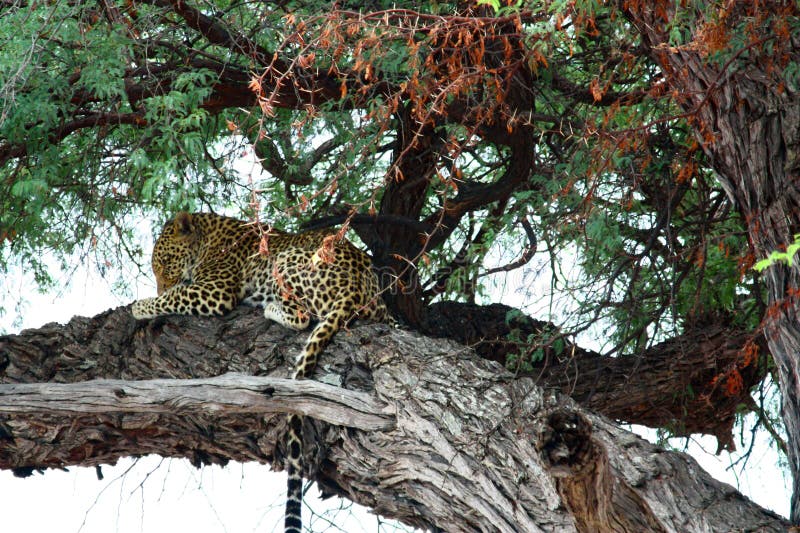 Leopard Asleep Tree Savuti National Park Botswana Africa Stock Photos - Free & Royalty-Free ...