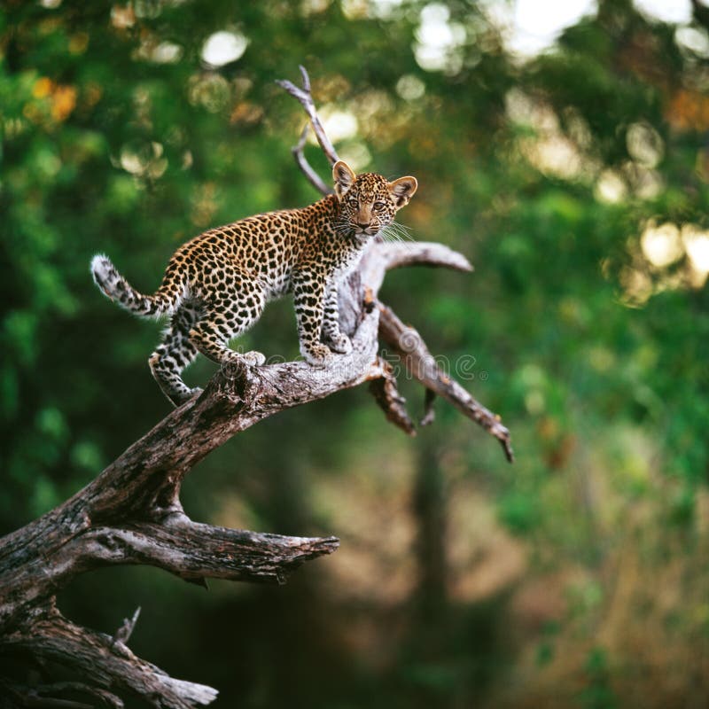 Leopard stock photo. Image of botswana, predator, tree - 42817250
