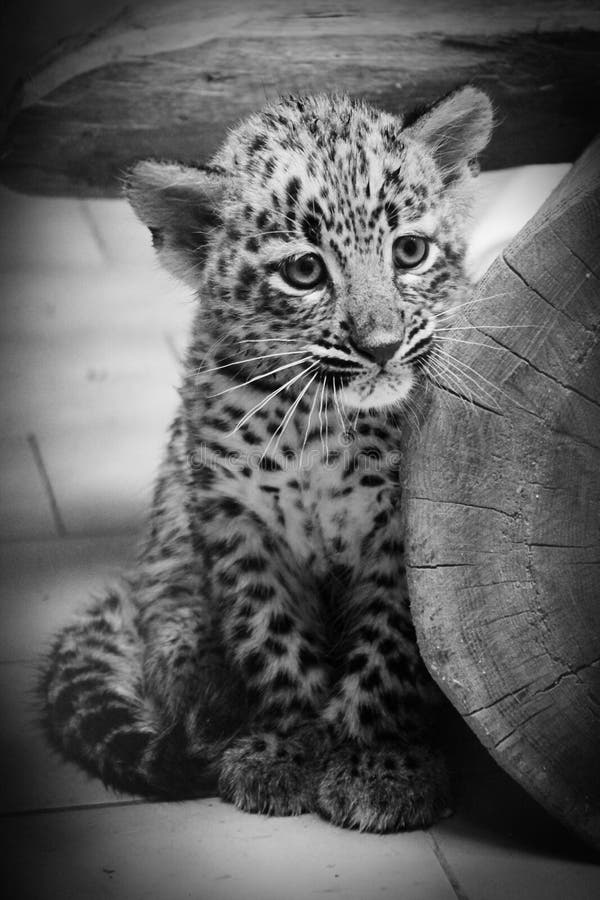 Leopard baby. stock photo. Image of small, feline, leopard - 107221996