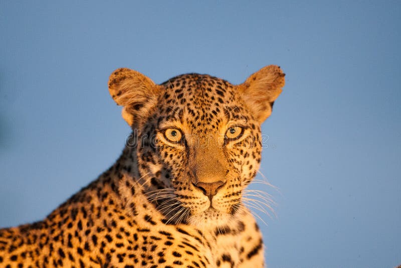 Leopard stock photo. Image of africa, five, climb, nature - 55472858