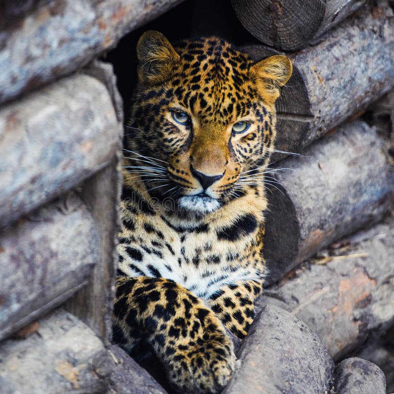 Leopard, Beautiful Portrait Stock Image - Image of panthera, jungle ...