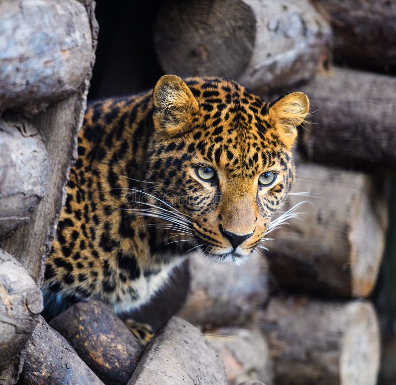 Leopard, Beautiful Portrait . Animal World Stock Image - Image of ...