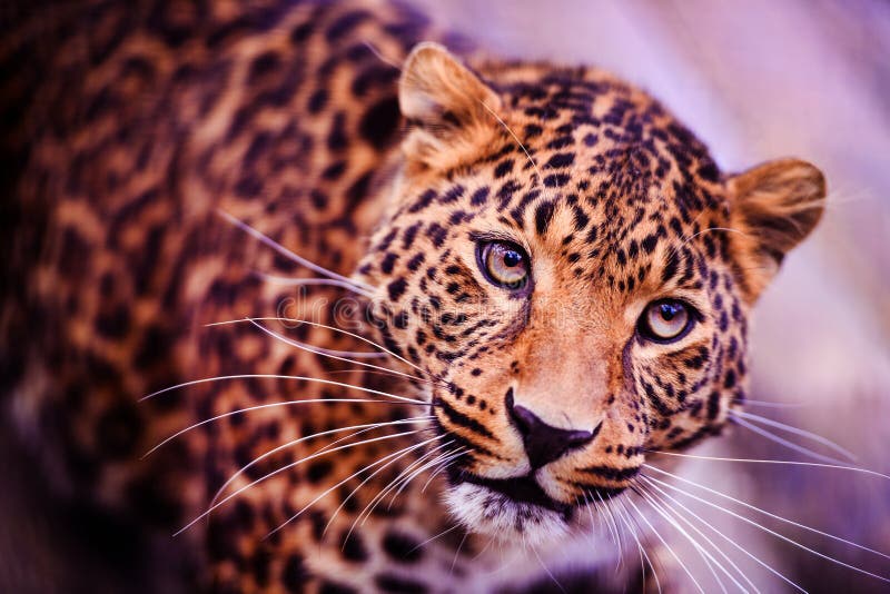 Leopard, Beautiful Portrait . Animal World. Big Cat Stock Image - Image ...