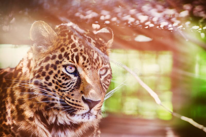 Leopard, Beautiful Portrait . Animal World Stock Image - Image of ...