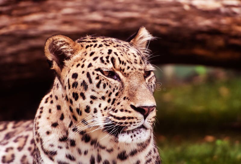 Leopard, Beautiful Portrait. Animal World Stock Photo - Image of ...