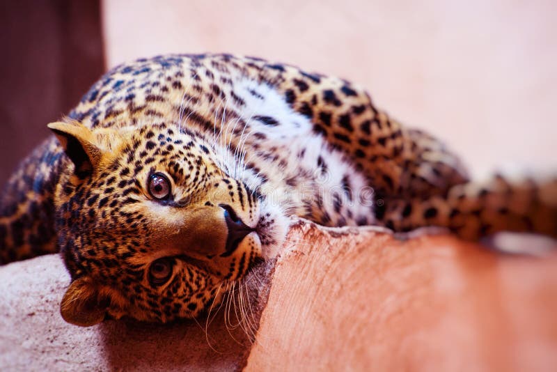 Leopard, Beautiful Portrait. Animal World Stock Image - Image of ...