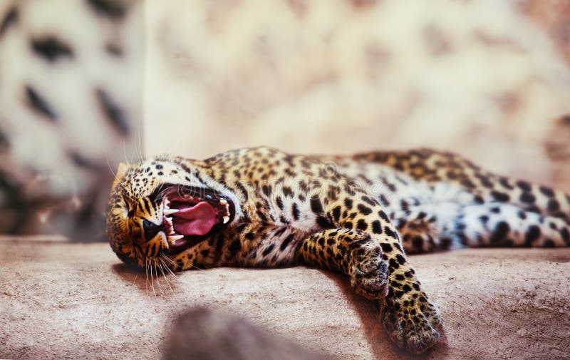 Leopard, Beautiful Portrait. Animal World Stock Photo - Image of ...