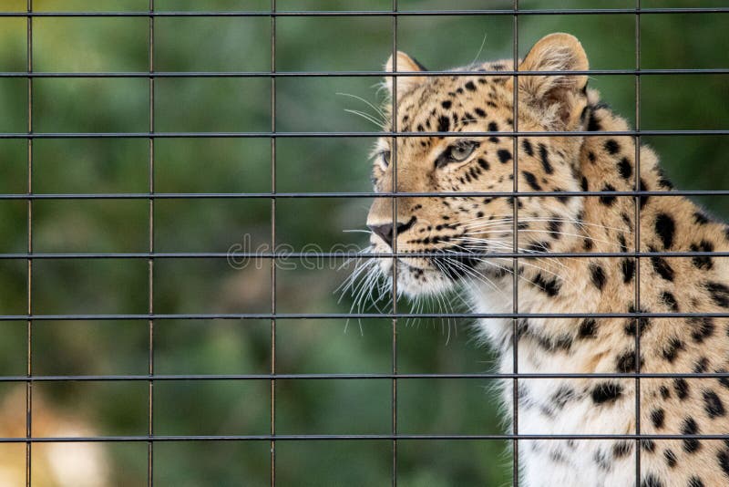 Leopard behind a fence stock image. Image of leopard - 267597903