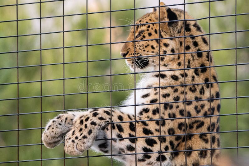Leopard behind a fence stock photo. Image of feline - 267597930