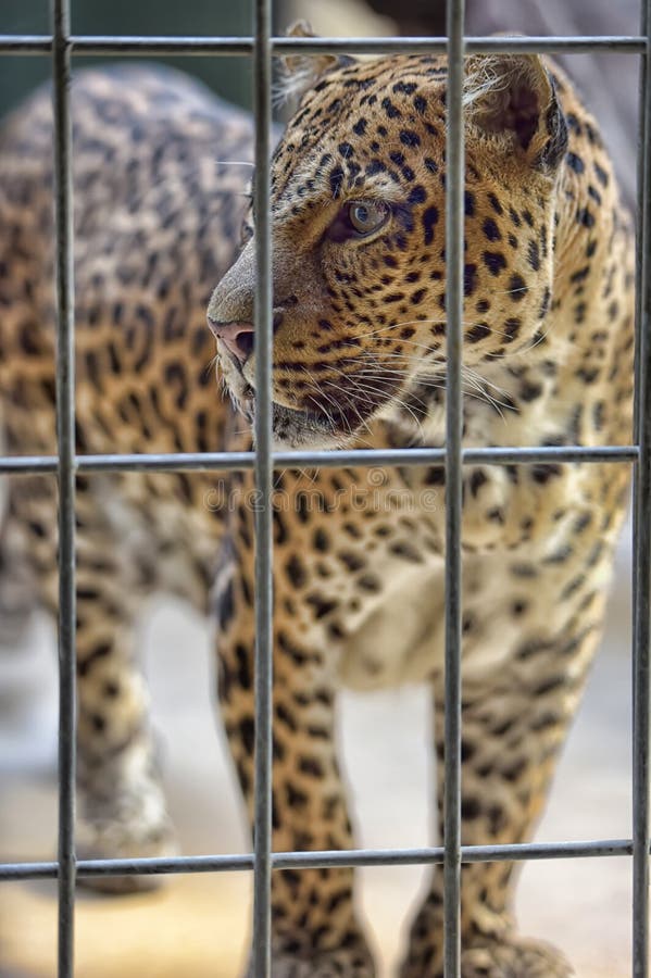 Leopard Behind Fence stock image. Image of endangered - 52264875