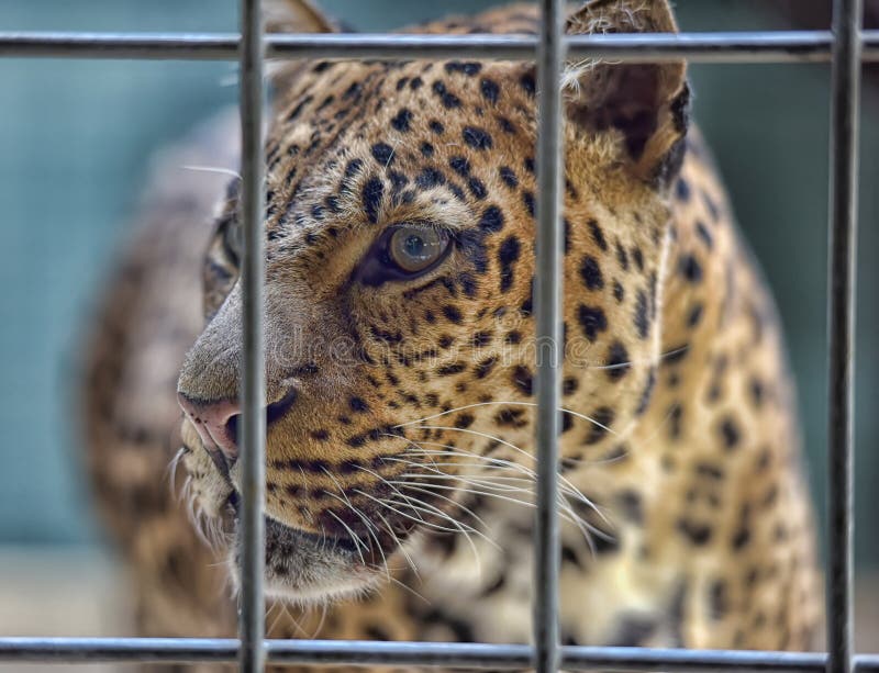 Leopard Behind Fence stock photo. Image of beauty, endangered - 52266312