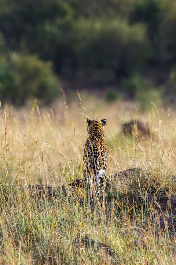 Leopard from Behind on the Savannah Stock Image - Image of away ...