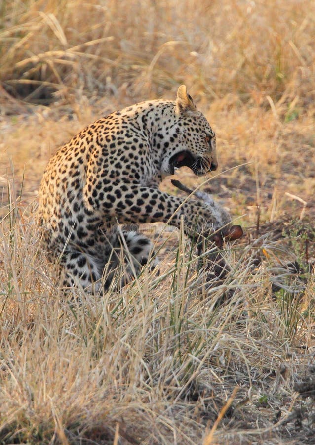 Leopard Big Spotted Cat Standing Stock Photo - Image of pardus ...