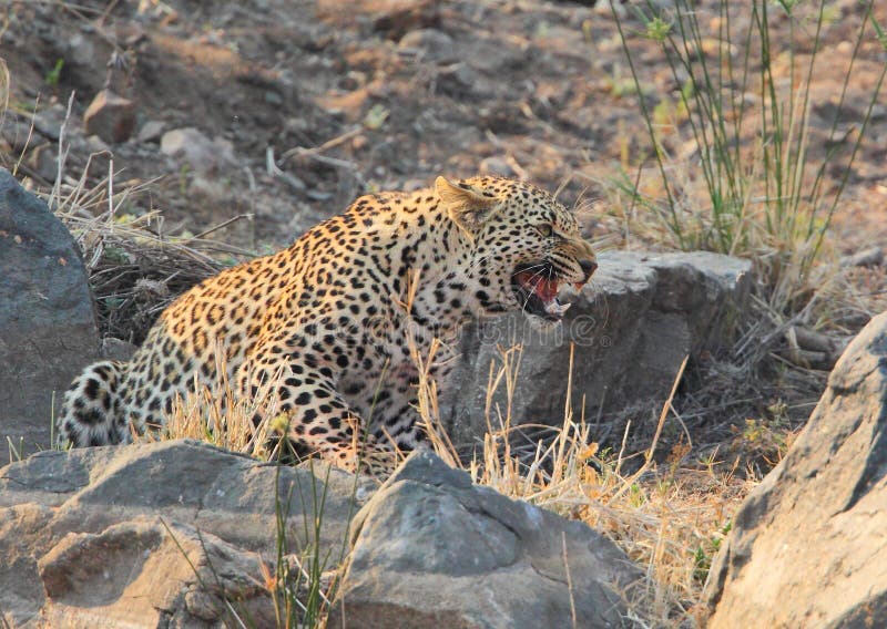 Leopard Big Spotted Cat Snarling Stock Image - Image of felidae, safari ...