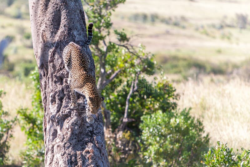 Leopard in big tree stock photo. Image of park, tourism - 49170256