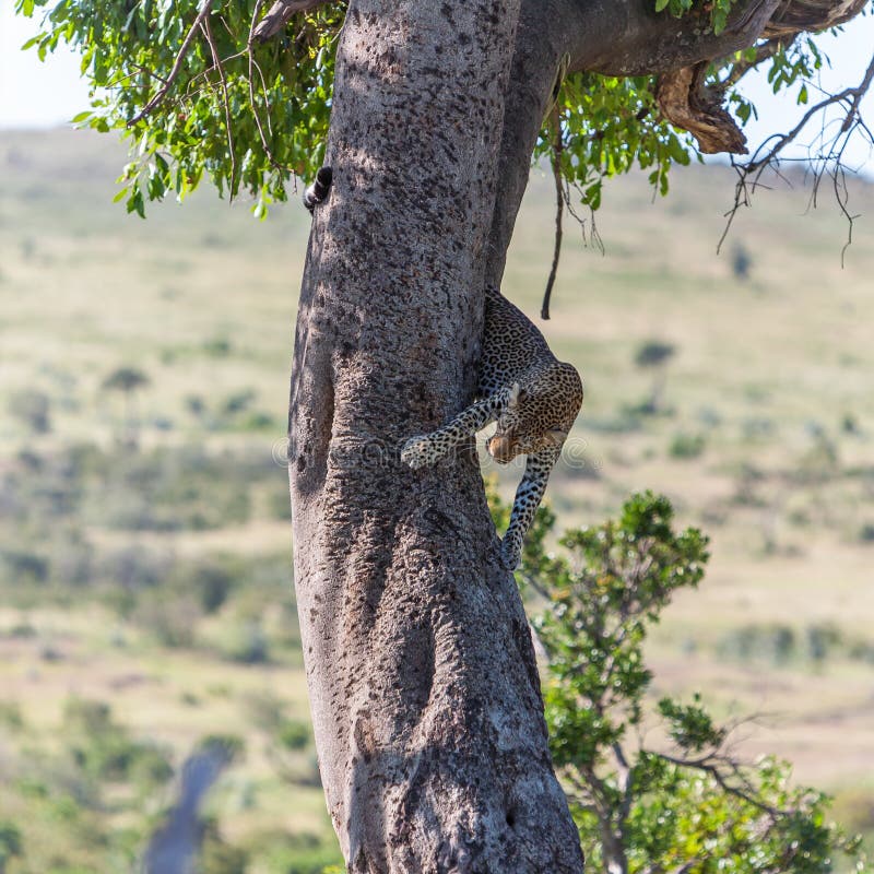 Leopard in big tree stock photo. Image of full, reserve - 49200806