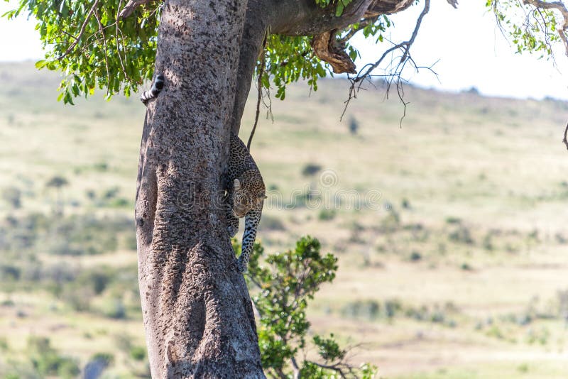 Leopard in big tree stock photo. Image of african, tree - 49204824