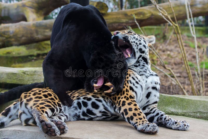 Leopard and Black Leopard, Panthers Playing Together Stock Image ...