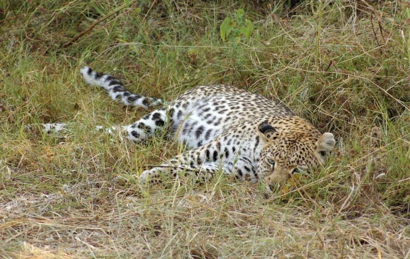 Leopard in Botswana stock image. Image of resting, animal - 56520087