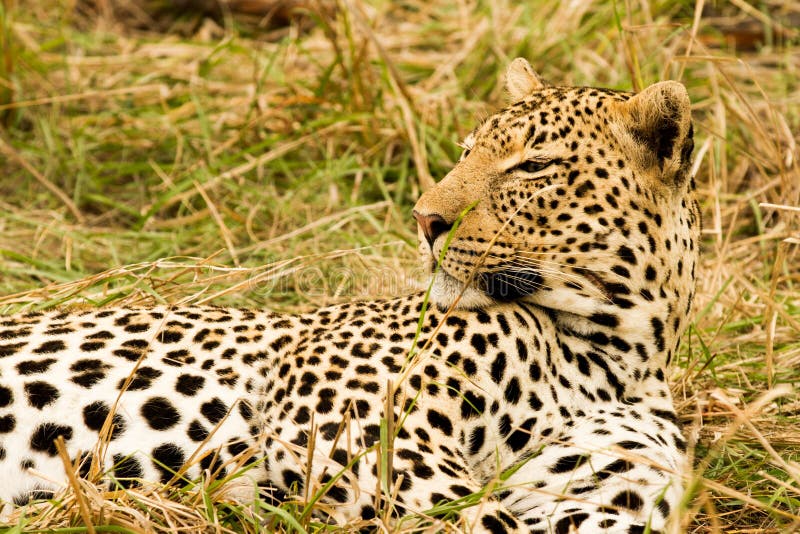 Leopard in the Bush in South Africa Stock Photo - Image of secluded ...