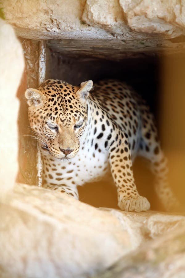Leopard in the cage stock photo. Image of spot, africa - 22584014
