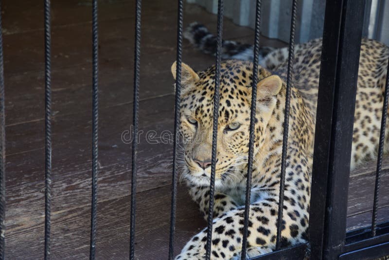 Leopard in a cage stock image. Image of wild, prison - 40007243