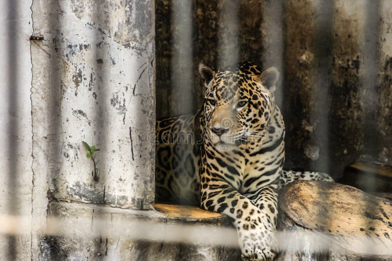 Leopard in the cage stock photo. Image of stain, freedom - 52725304